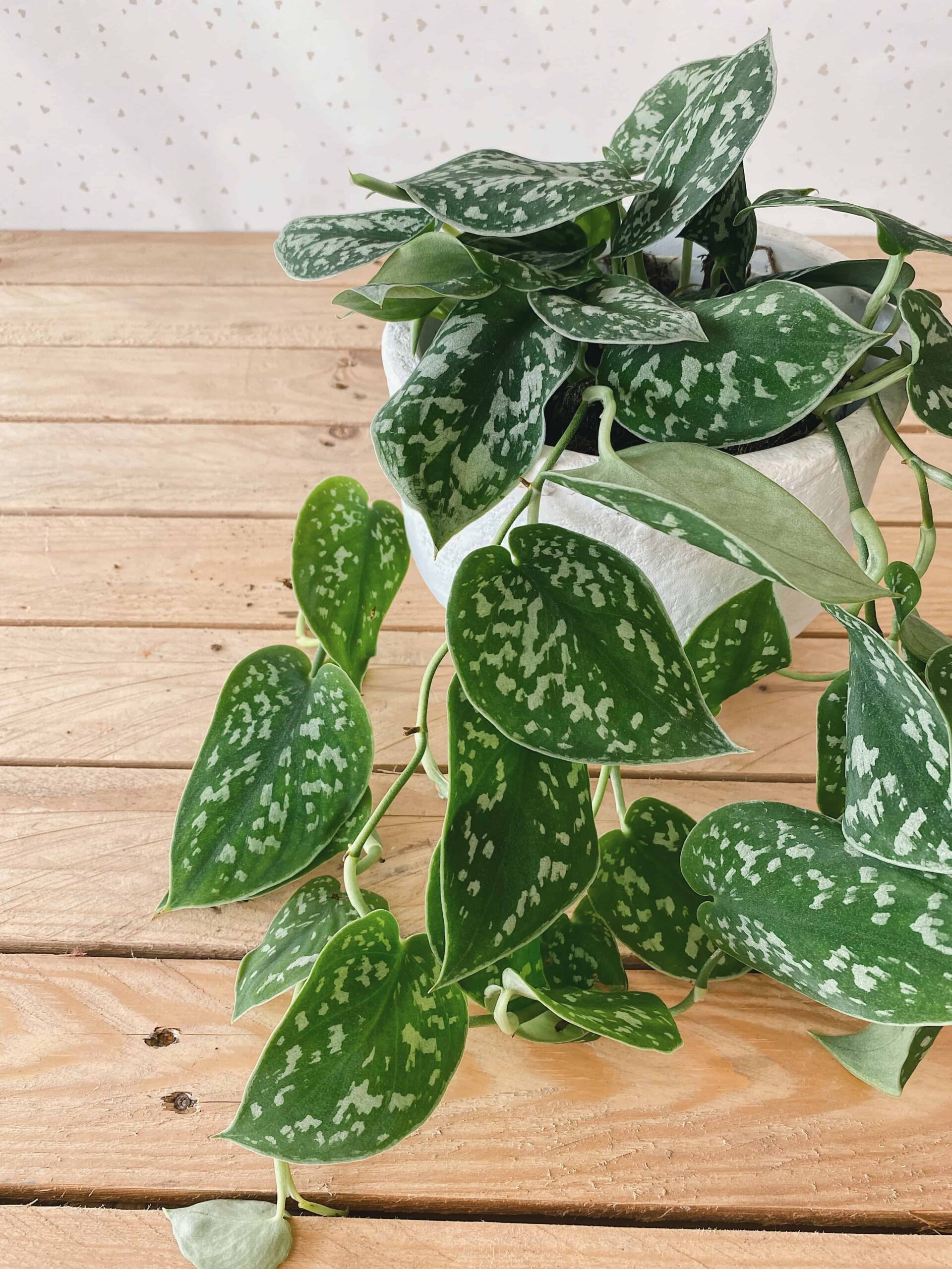 Scindapsus pictus Argyraeus - Giardino Lab