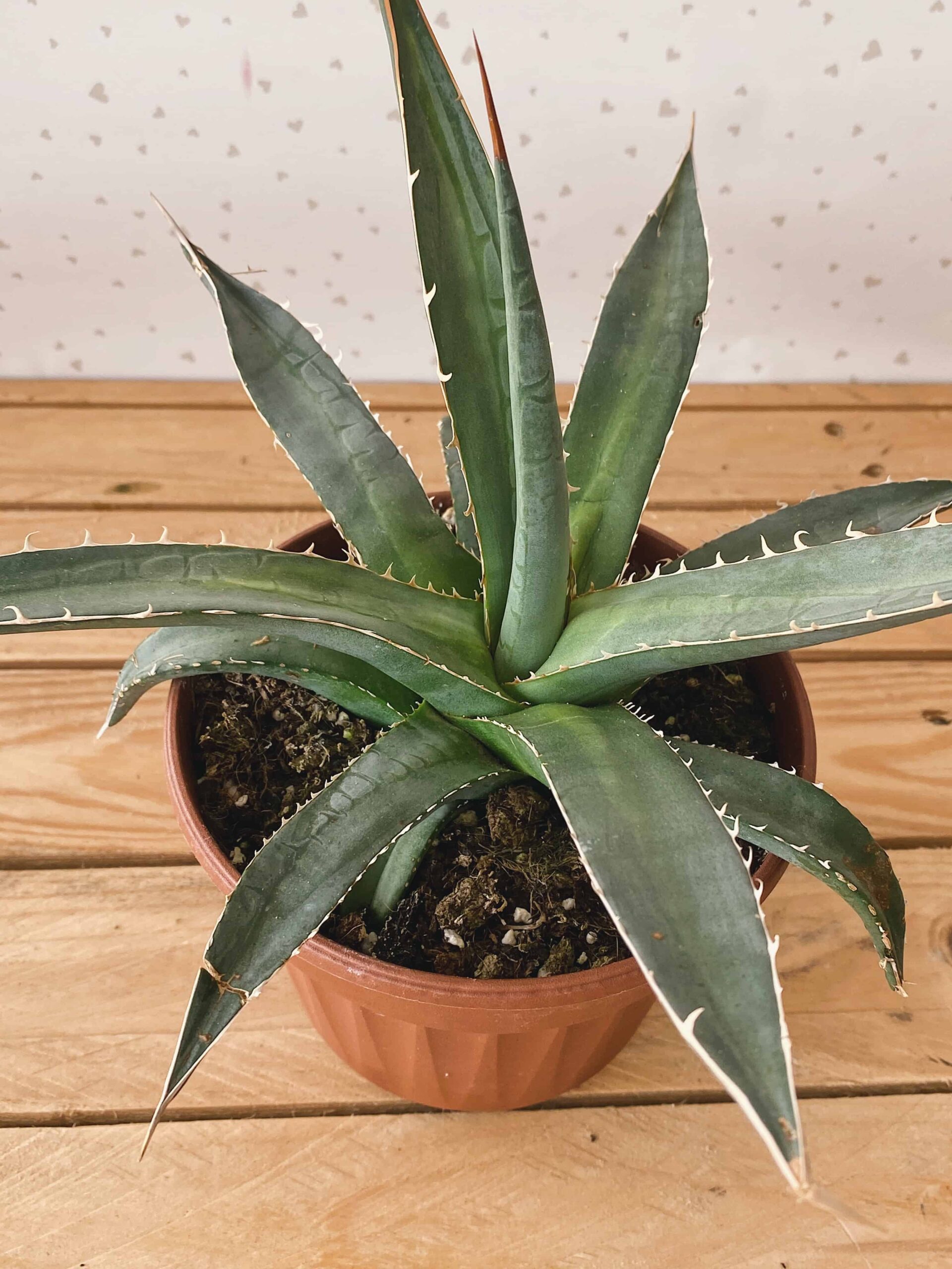 Vendita piante online - agave - Giardino Lab
