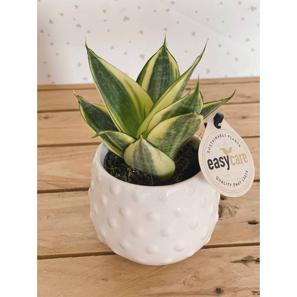 Sansevieria Mini - Giardino Lab