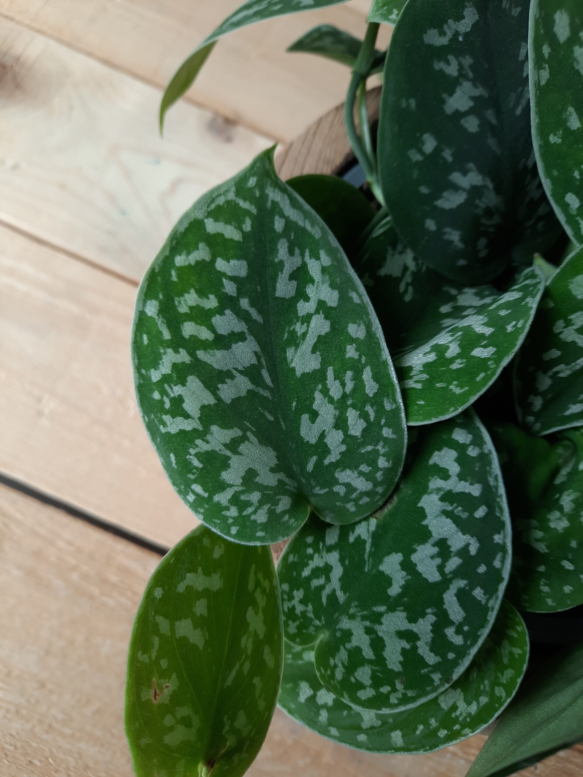 Scindapsus pictus Argyraeus - Giardino Lab