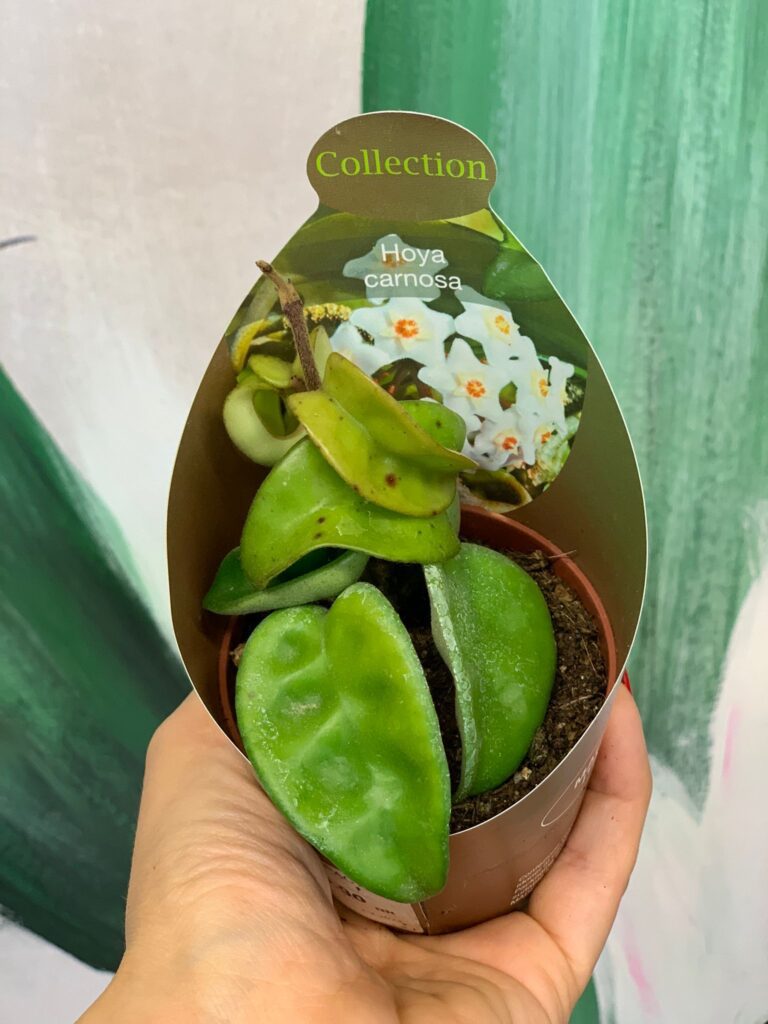 Hoya Carnosa Compacta vaso 6.5 - Giardino Lab