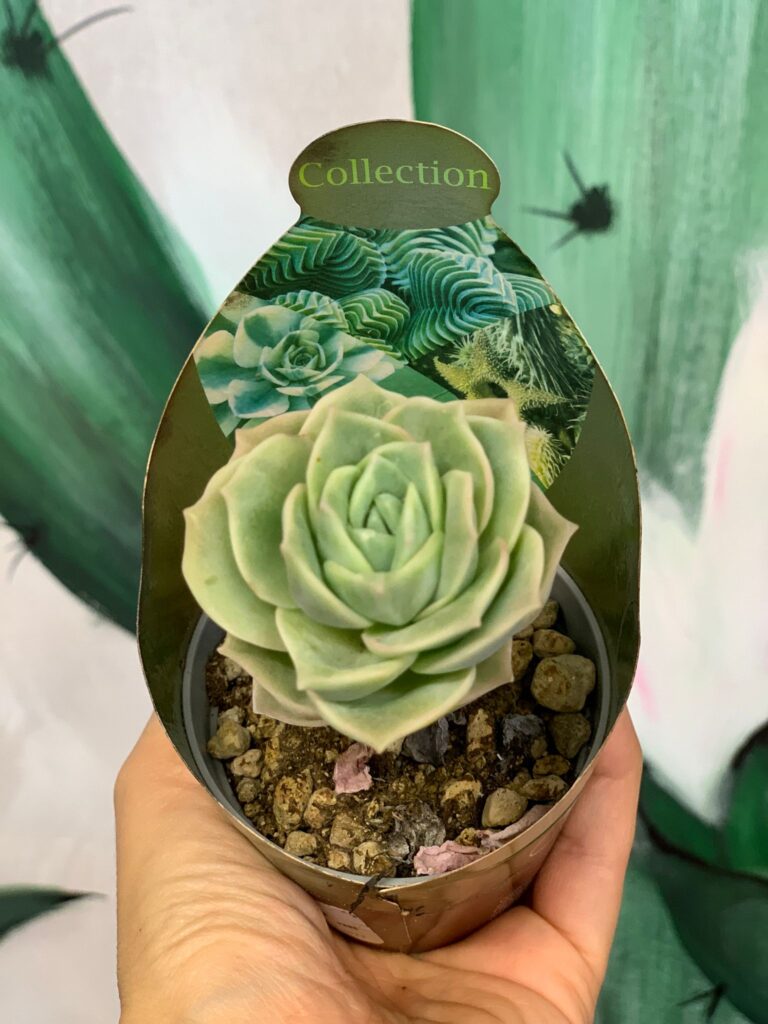 Echeveria Lovely Rose Vaso 6.5 - Giardino Lab