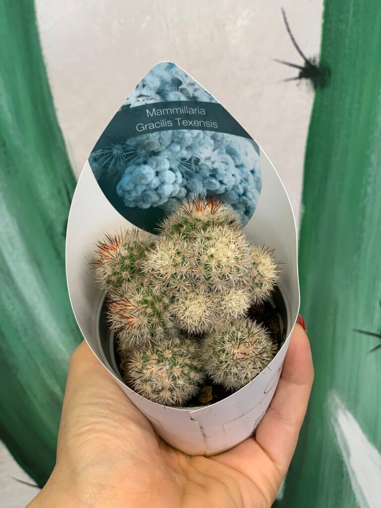 Mammilaria Gracilis Texensis vaso 6.5 - Giardino Lab