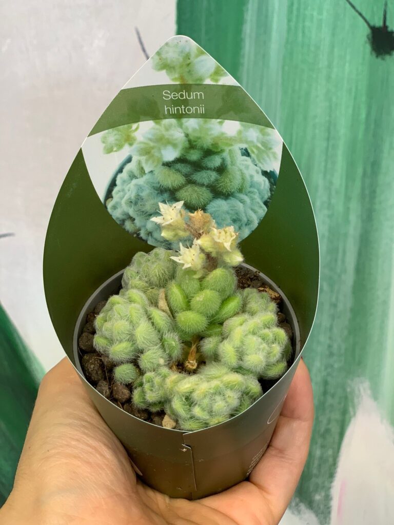 Sedum Hintonii vaso 6.5 - Giardino Lab